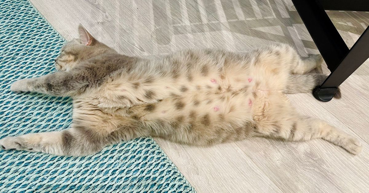 Cuidados de una gata embarazada: Cómo entender los signos y síntomas ... Cuidados de una gata embarazada: Cómo entender los signos y síntomas ...