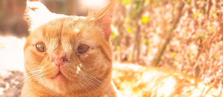 ¿Existe el Síndrome de Down en gatos y cómo debe ser manejado? Padre de ...