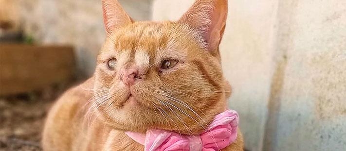 ¿Existe el Síndrome de Down en gatos y cómo debe ser manejado? Padre de ...